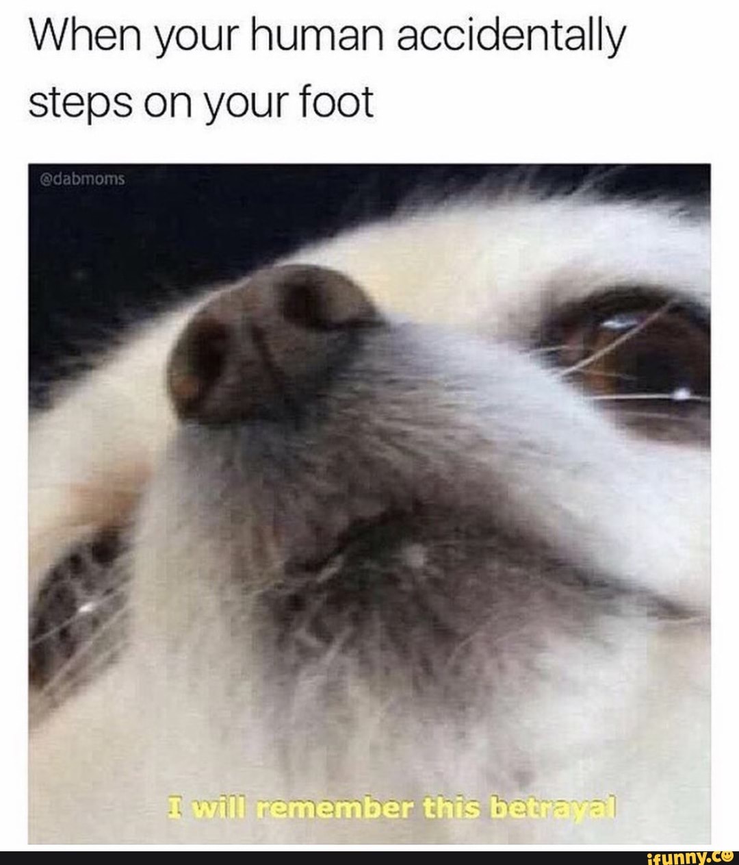 I'm constantly watching my back. - When your human accidentally steps ...