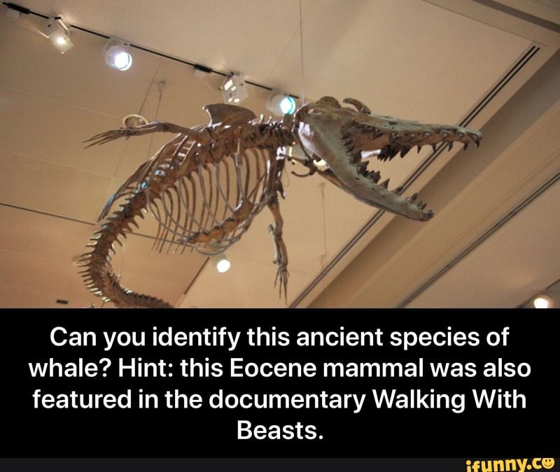 Can you identify this ancient species of whale? Hint: this Eocene ...