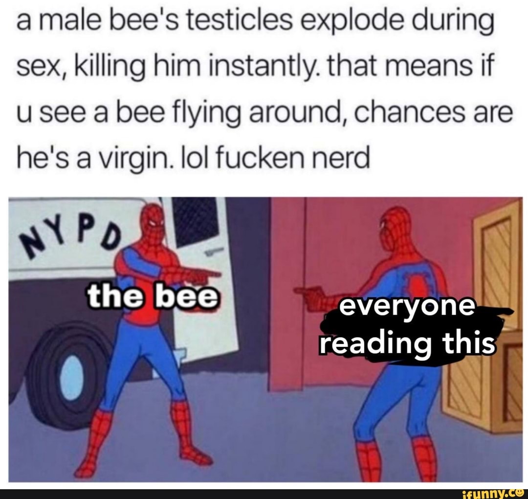 A male bee's testicles explode during sex, killing him instantly. that ...