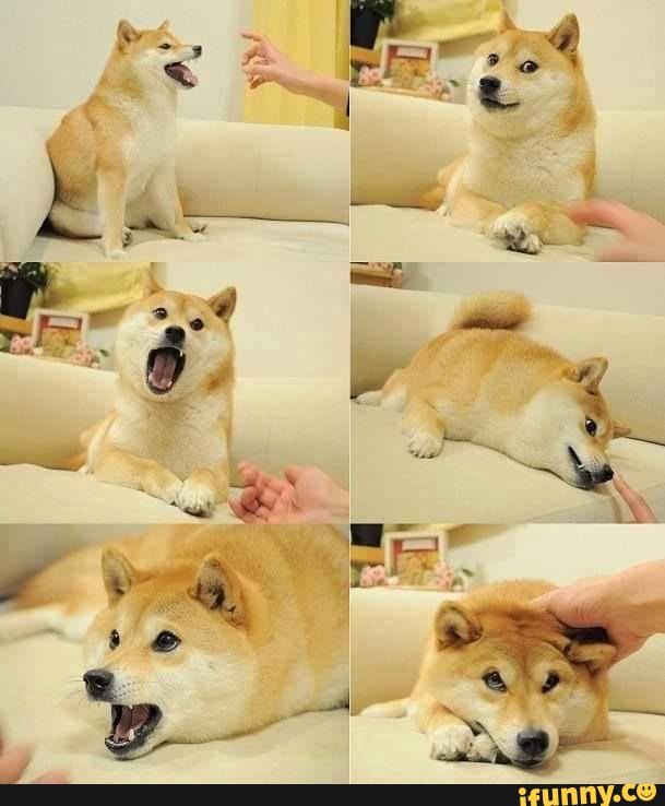 Famous Doge - iFunny