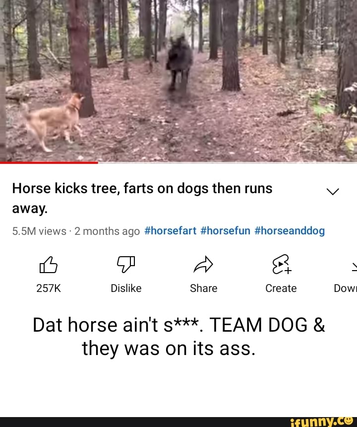 Horse kicks tree, farts on dogs then runs away. 5.5M views 2 months ago ...
