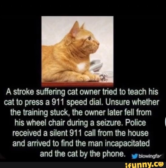 A stroke suffering cat owner tried to teach his cat to press a 911 ...