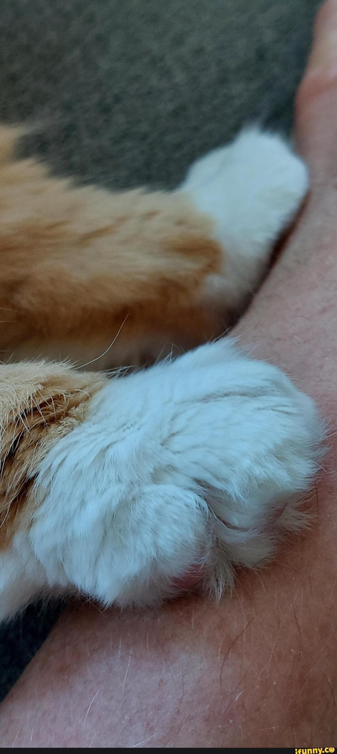 Ginger_cat memes. Best Collection of funny Ginger_cat pictures on iFunny