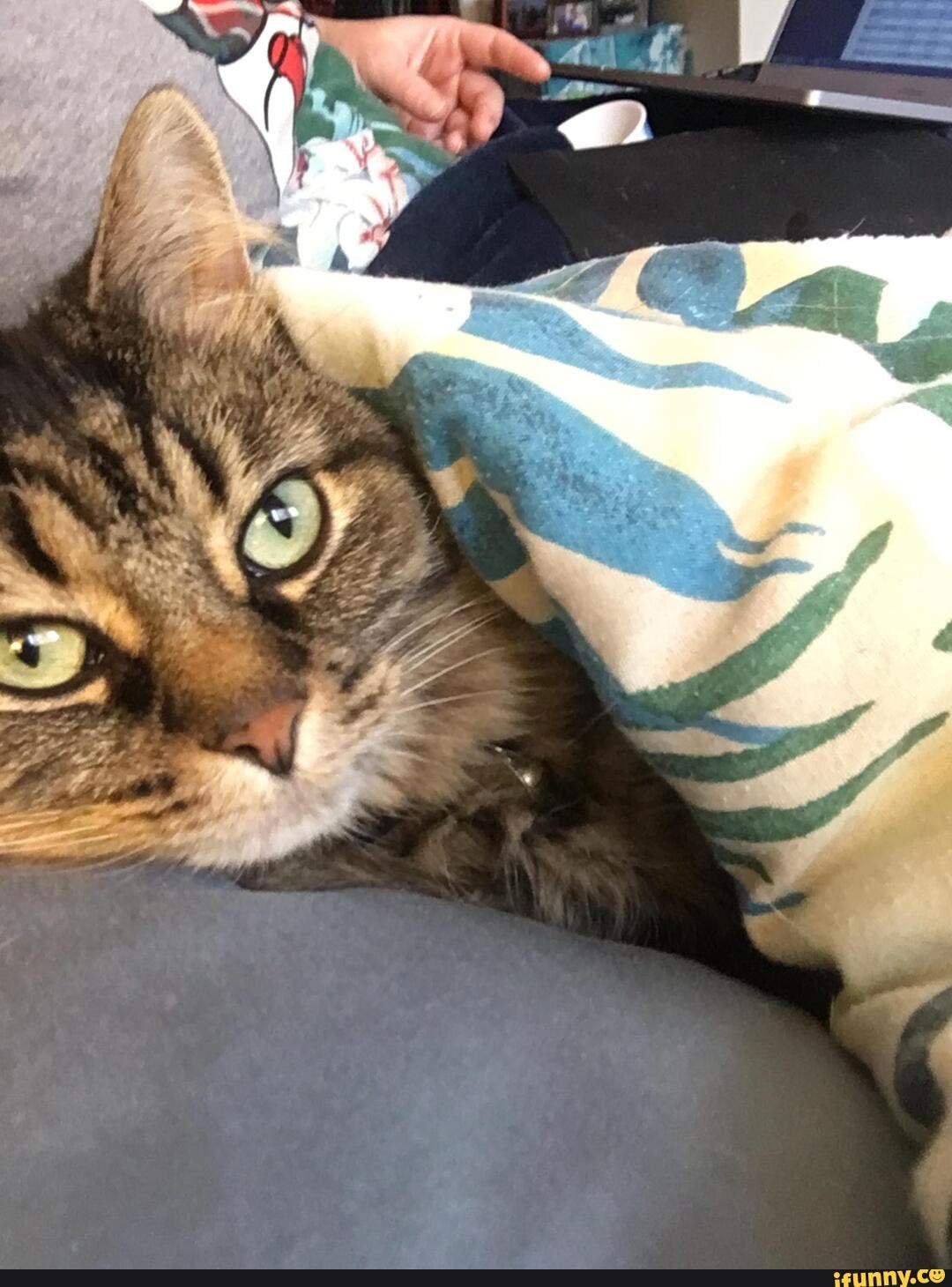 Wake_up_potta_we_going_to_the_zoo memes. Best Collection of funny Wake ...