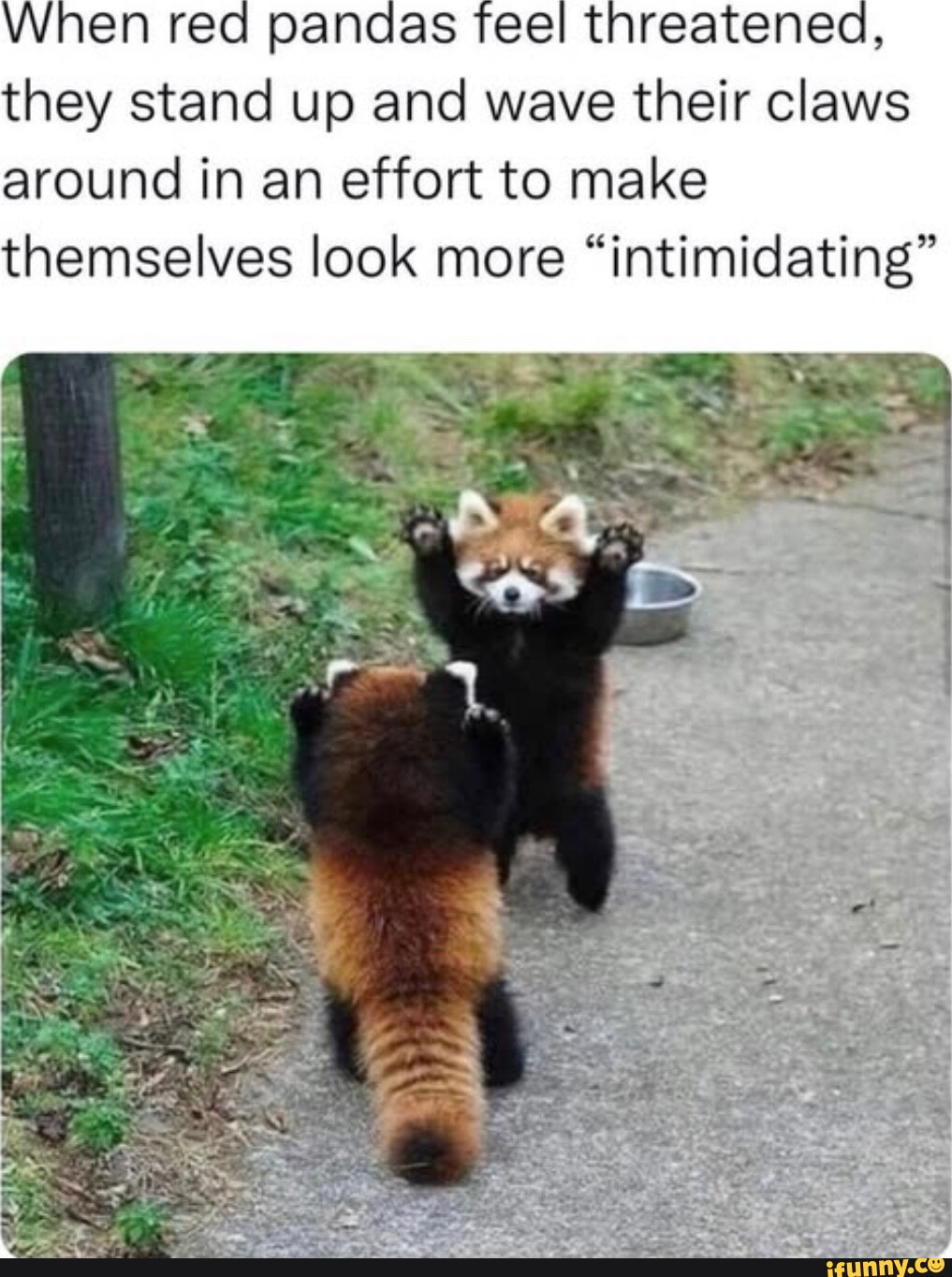 When red pandas fee! threatened, they stand up and wave their claws ...