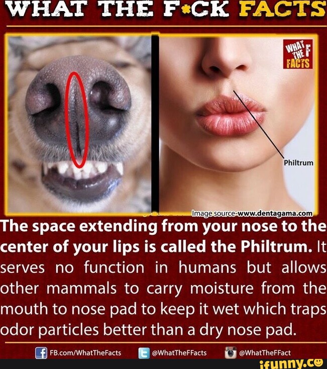 WHAT THE FeCK FACTS I I Philtrum I The space extending from your nose ...