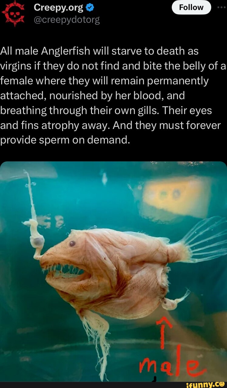 Anglerfish memes. Best Collection of funny Anglerfish pictures on iFunny