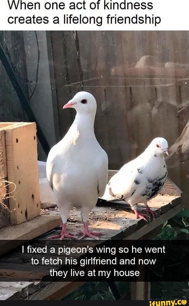 Pigeons memes. Best Collection of funny Pigeons pictures on iFunny