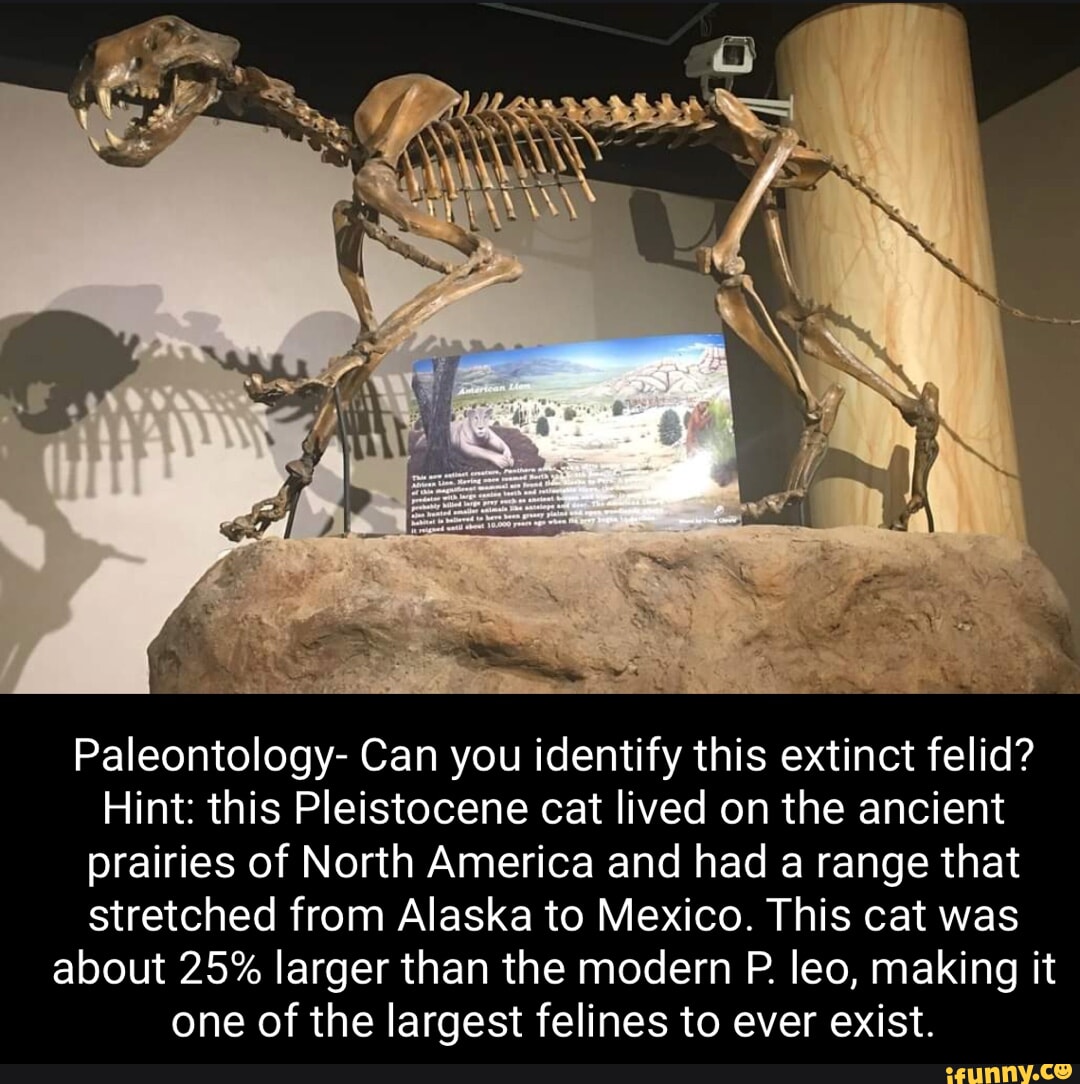 Paleontology- Can you identify this extinct felid? Hint: this ...