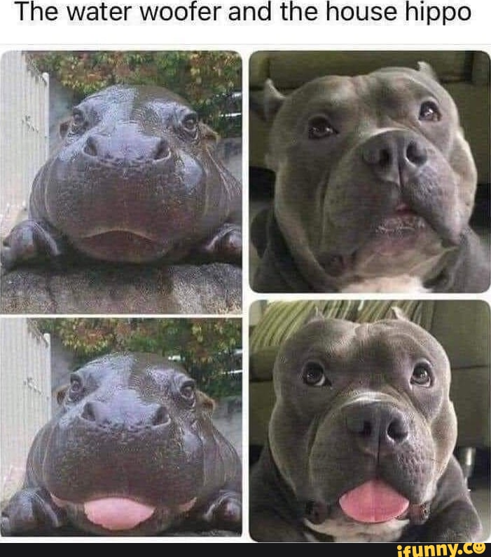 Hippopotamus memes. Best Collection of funny Hippopotamus pictures on ...