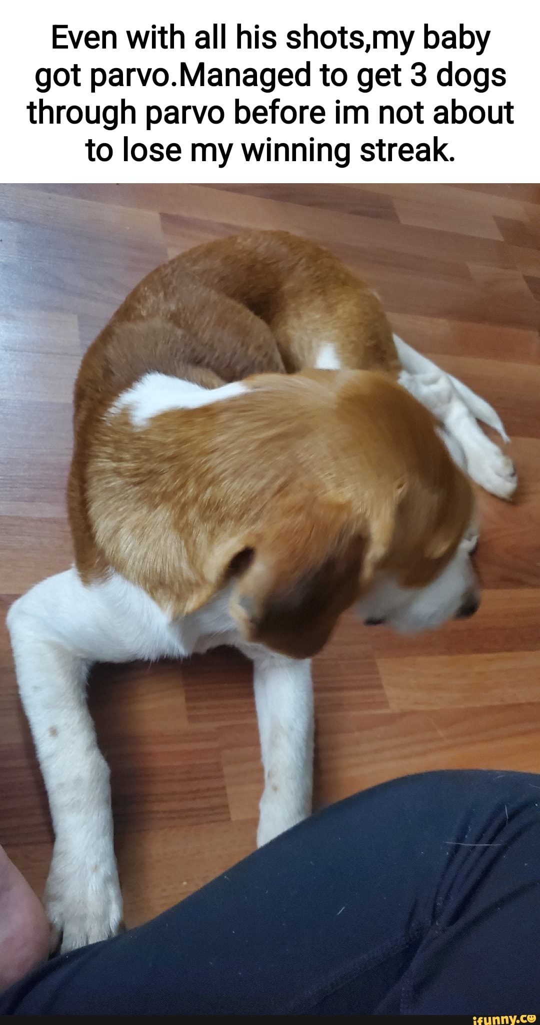 Parvo memes. Best Collection of funny Parvo pictures on iFunny