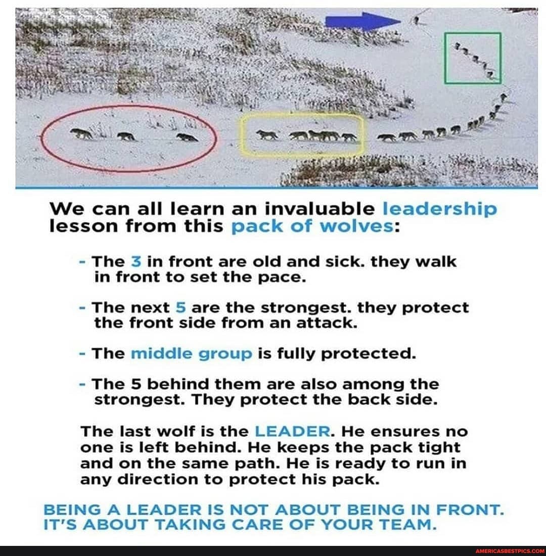 We can all learn an invaluable leadership lesson from this pack of ...
