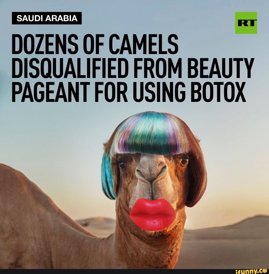 SAUDI ARABIA DOZENS OF CAMELS DISQUALIFIED FROM BEAUTY PAGEANT FOR ...