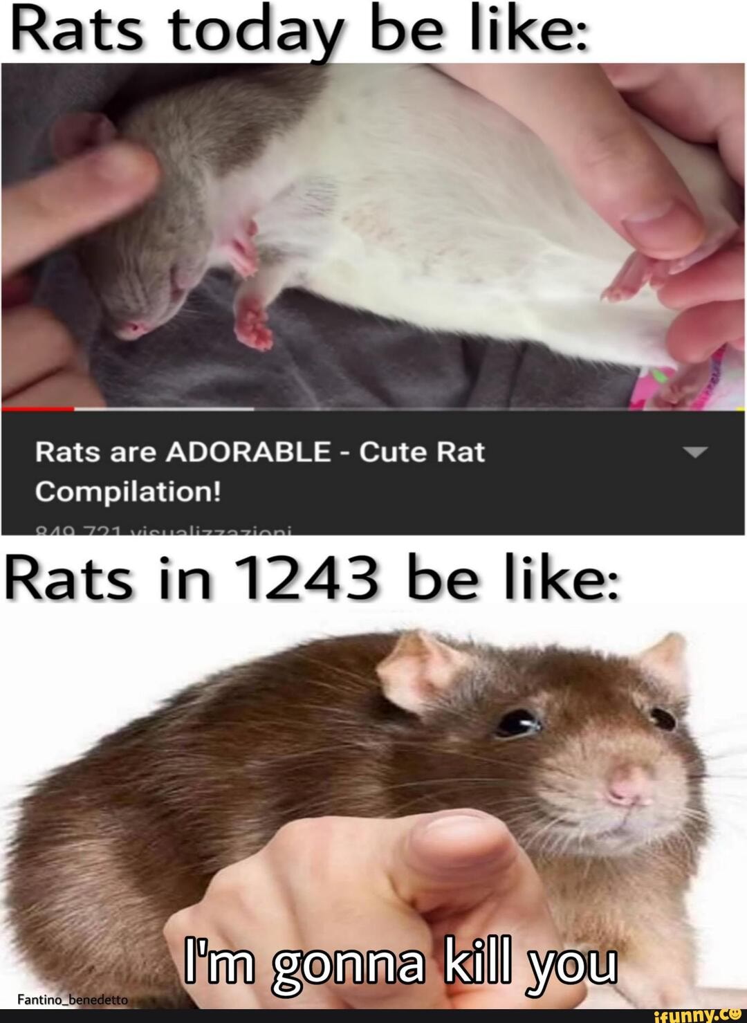 Rats today be like: Rats are ADORABLE Cute Rat Compilation! Rats in ...