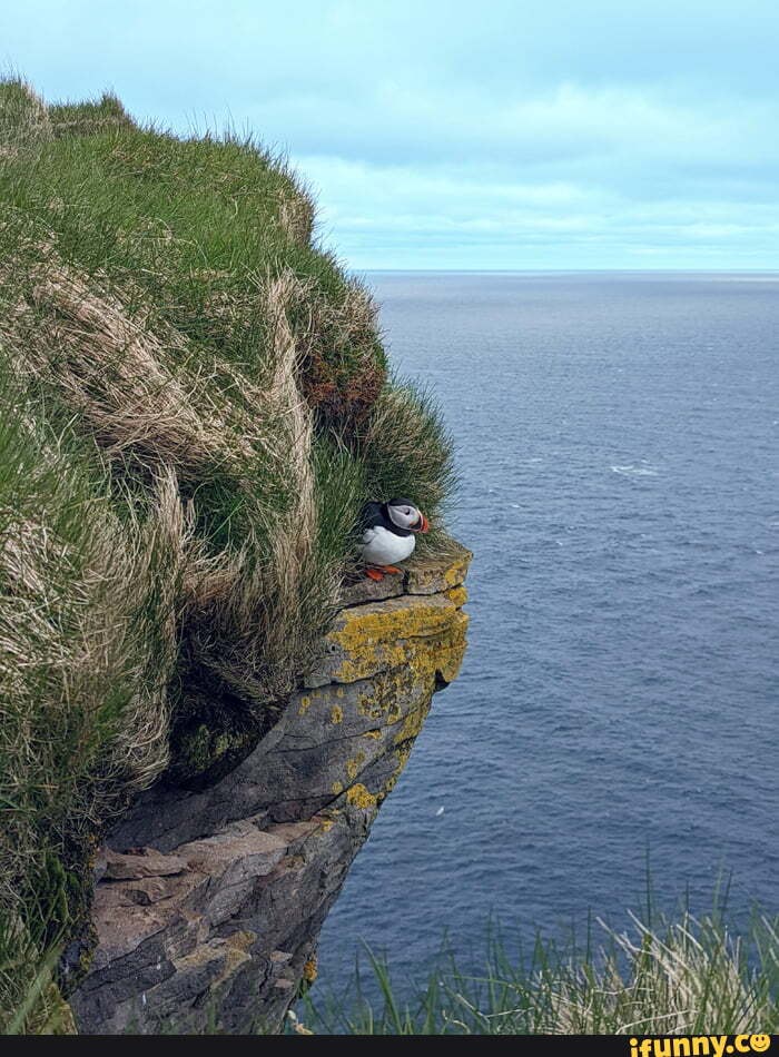 Puffins memes. Best Collection of funny Puffins pictures on iFunny