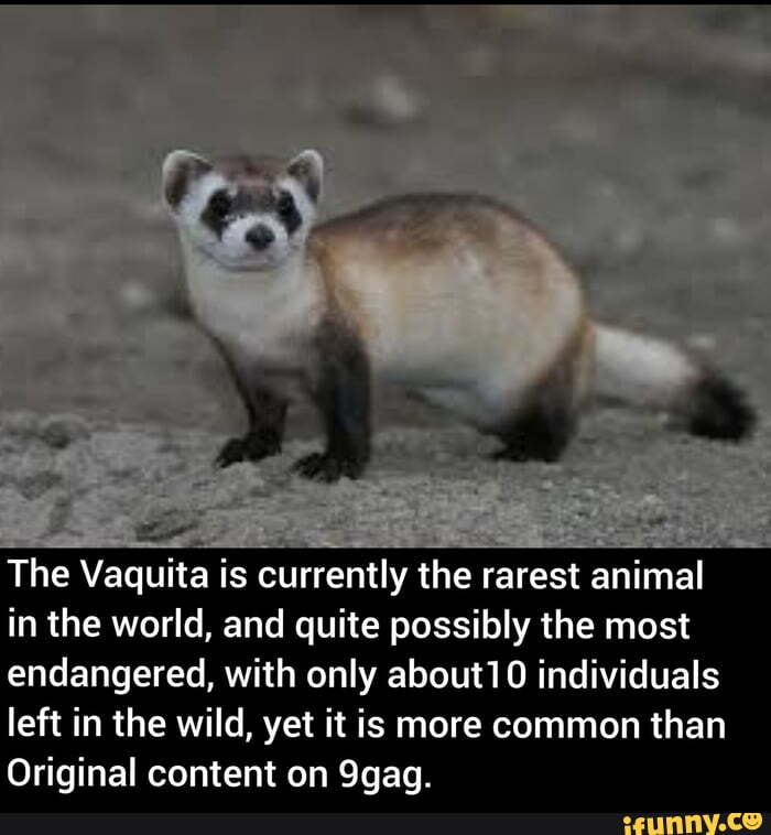 The Vaquita is currently the rarest animal in the world, and quite ...