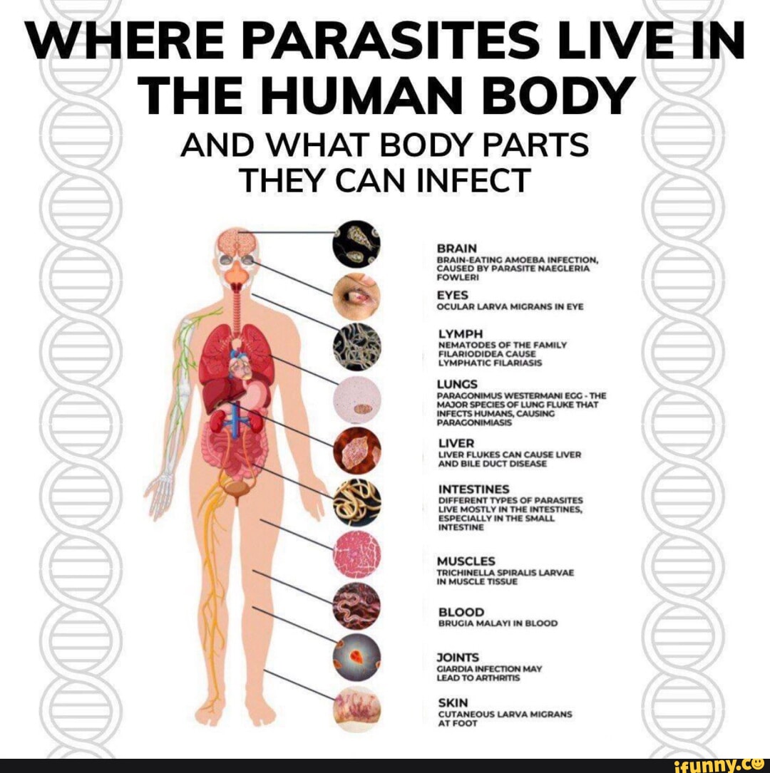WHERE PARASITES LIVE IN THE HUMAN BODY AND WHAT BODY PARTS THEY CAN ...