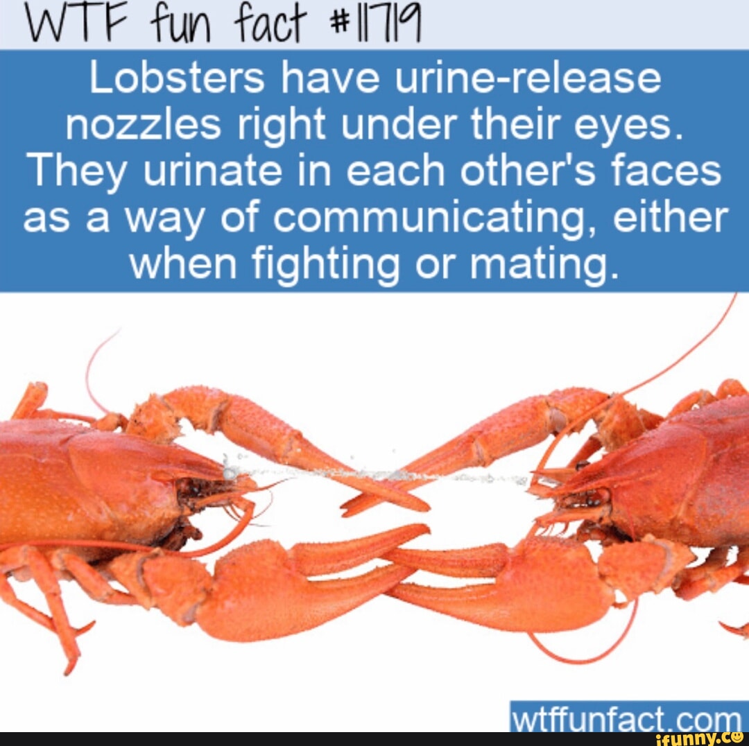 Nozzles memes. Best Collection of funny Nozzles pictures on iFunny