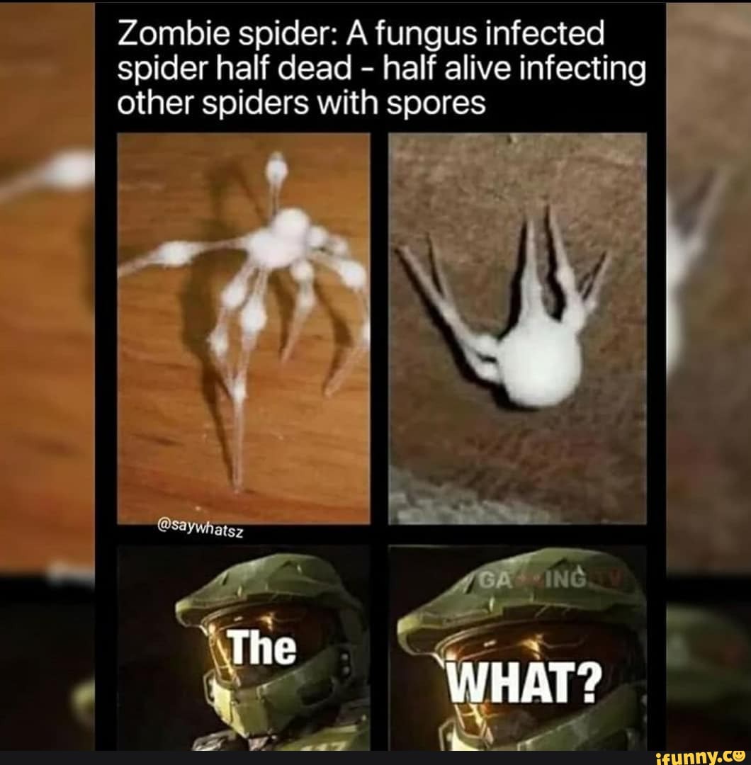 Zombie spider: A fungus infected spider half dead - half alive ...