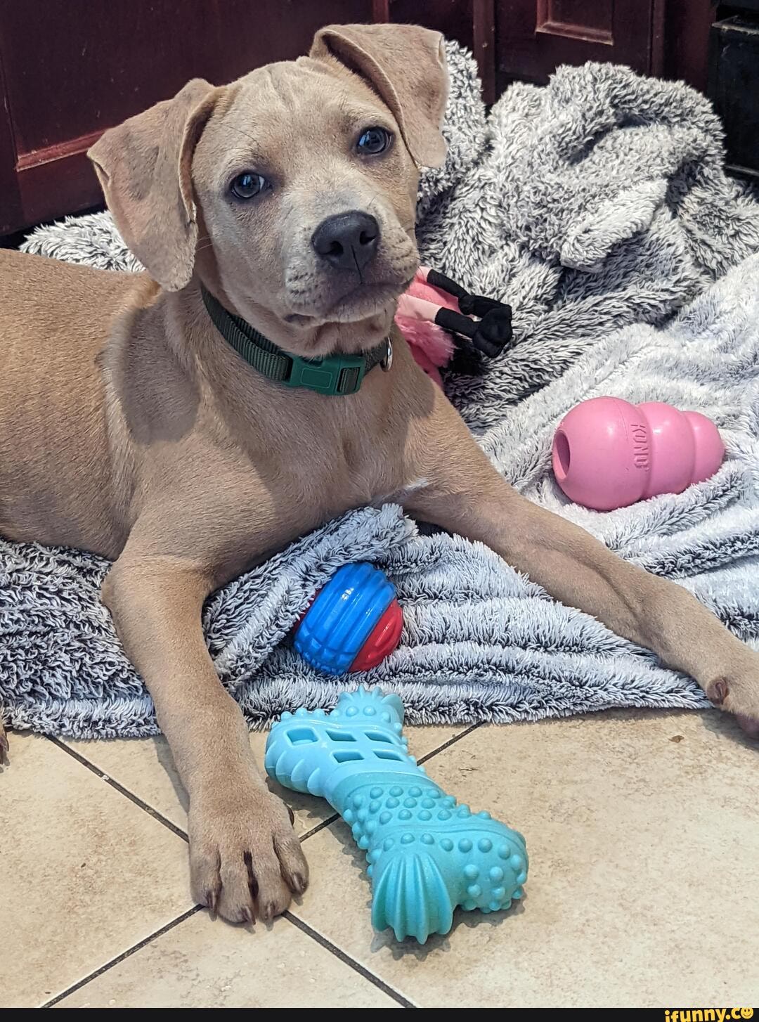 Catahoula memes. Best Collection of funny Catahoula pictures on iFunny