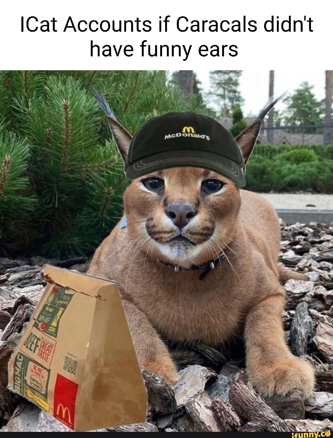 Caracals memes. Best Collection of funny Caracals pictures on iFunny