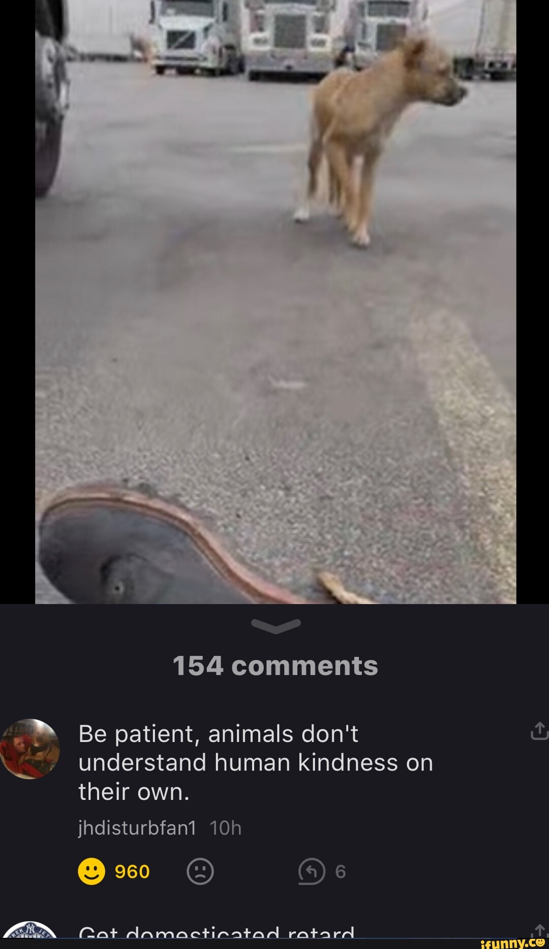154 comments Be patient, animals don't understand human kindness on ...