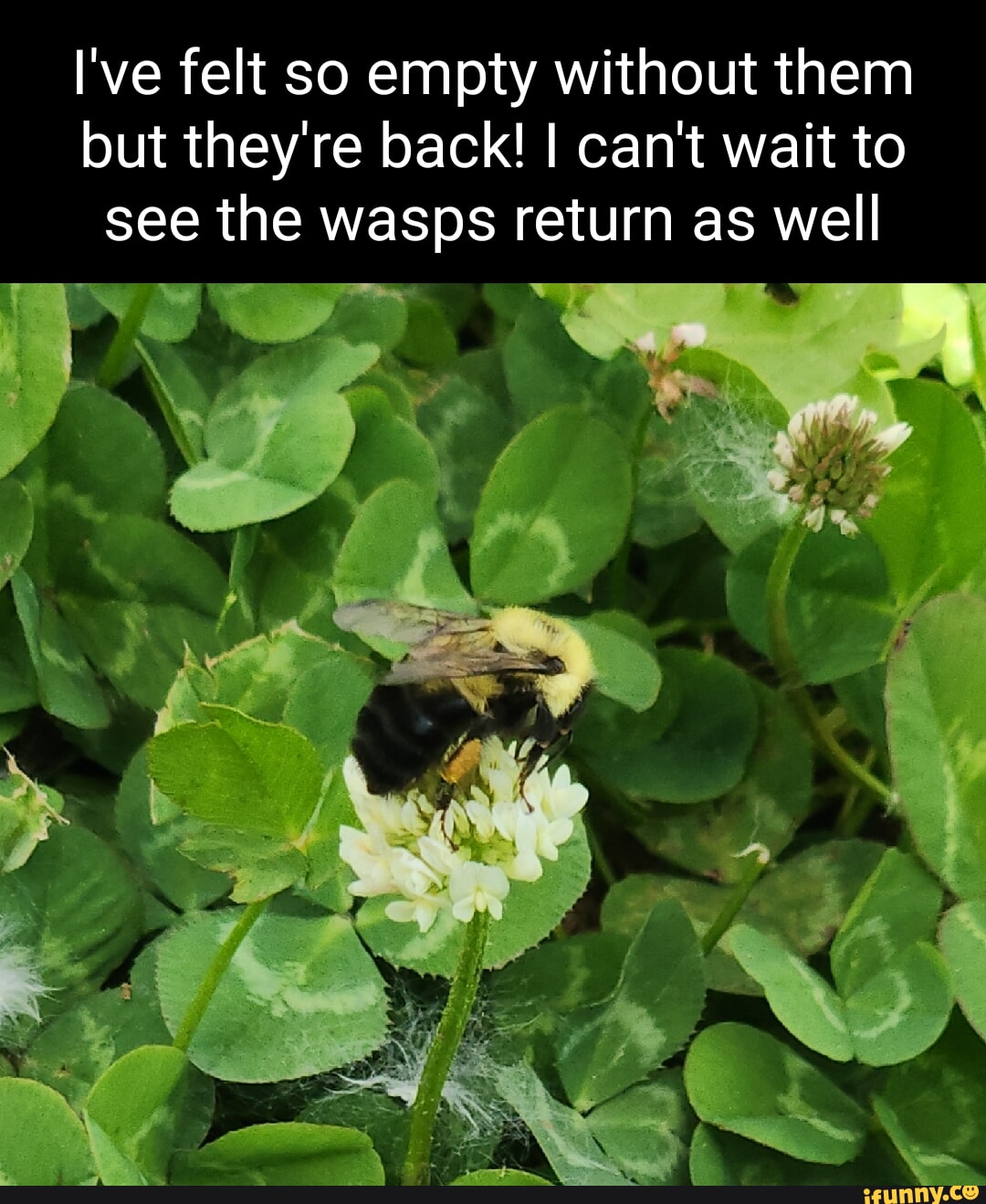 Wasps memes. Best Collection of funny Wasps pictures on iFunny