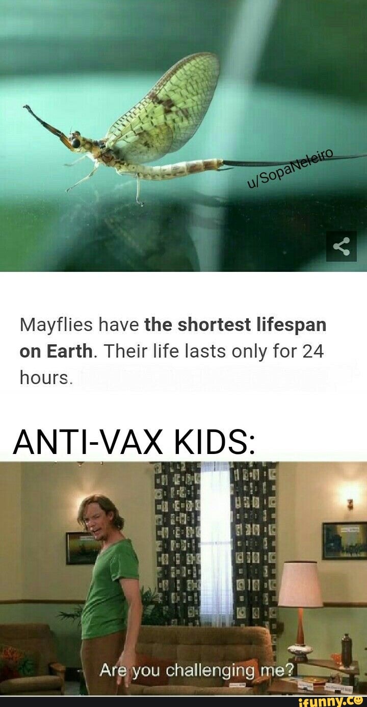 Mayflies have the shortest lifespan on Earth. Their life lasts only for ...