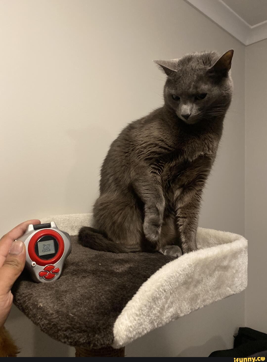 Digivolve memes. Best Collection of funny Digivolve pictures on iFunny