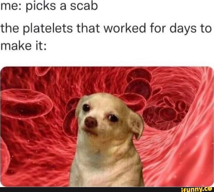 Me: picks a scab the platelets that worked for days to make it: - iFunny
