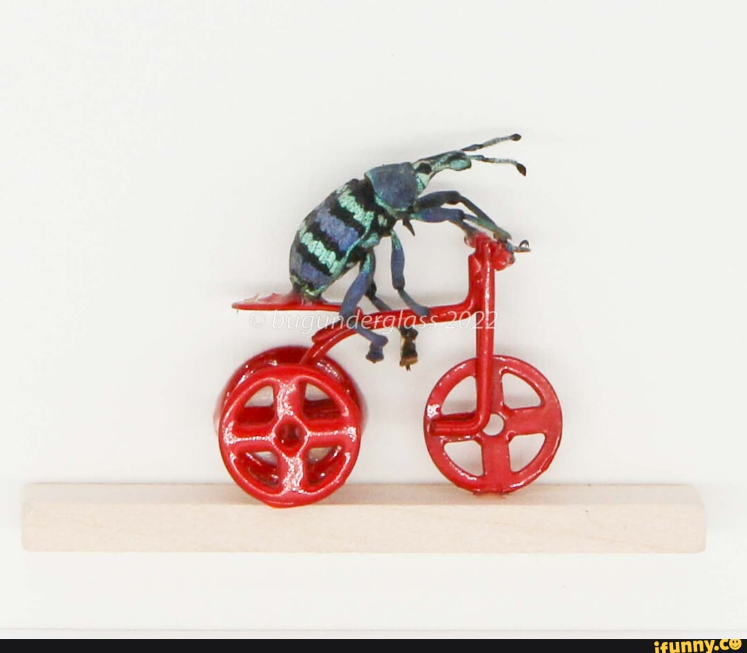 Tricycle memes. Best Collection of funny Tricycle pictures on iFunny