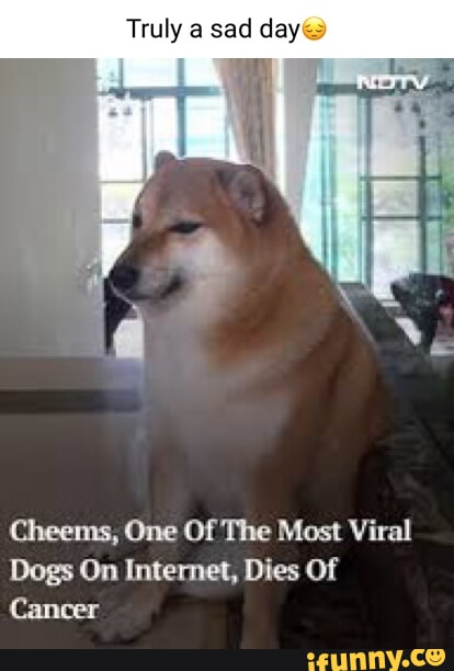 Truly a sad day Cheems, One Of The Most Viral Dogs On Internet, Dies Of ...