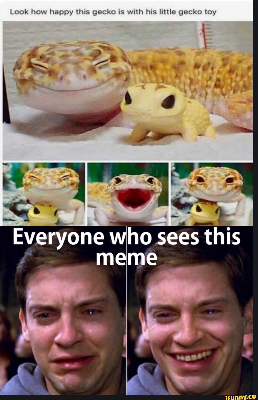 Gecko memes. Best Collection of funny Gecko pictures on iFunny