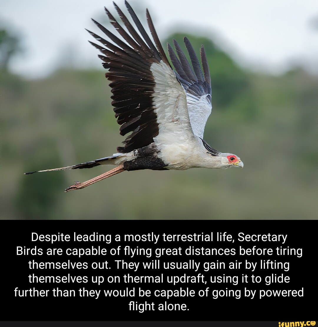 Despite leading a mostly terrestrial life, Secretary Birds are capable ...