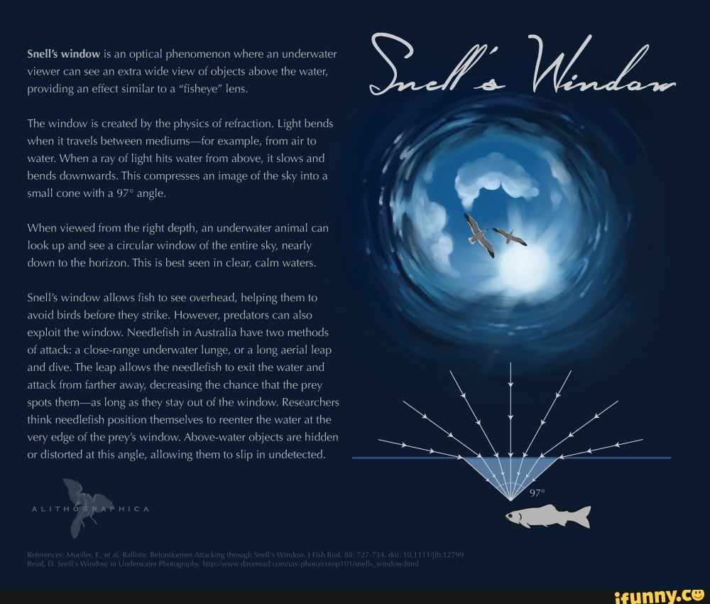 Snell's window is an optical phenomenon where an underwater viewer can ...