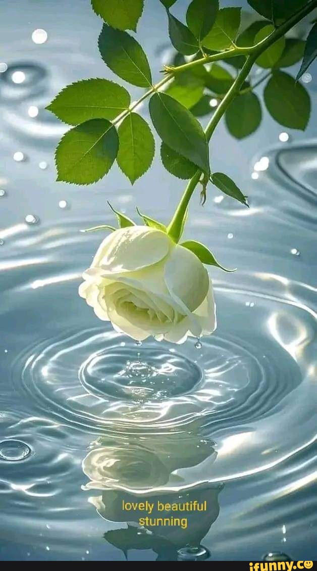 Lovely beautiful stunning - iFunny