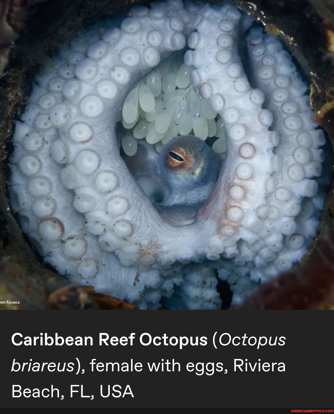 Caribbean Reef Octopus (Octopus briareus), female with eggs, Riviera ...