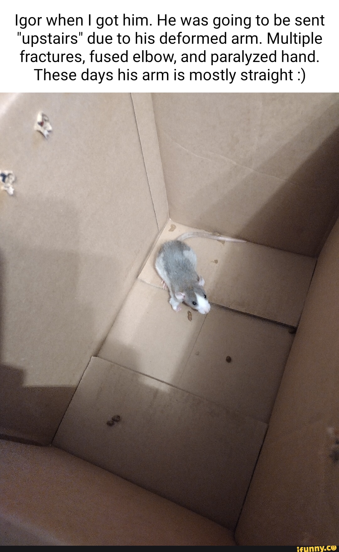 Igor memes. Best Collection of funny Igor pictures on iFunny