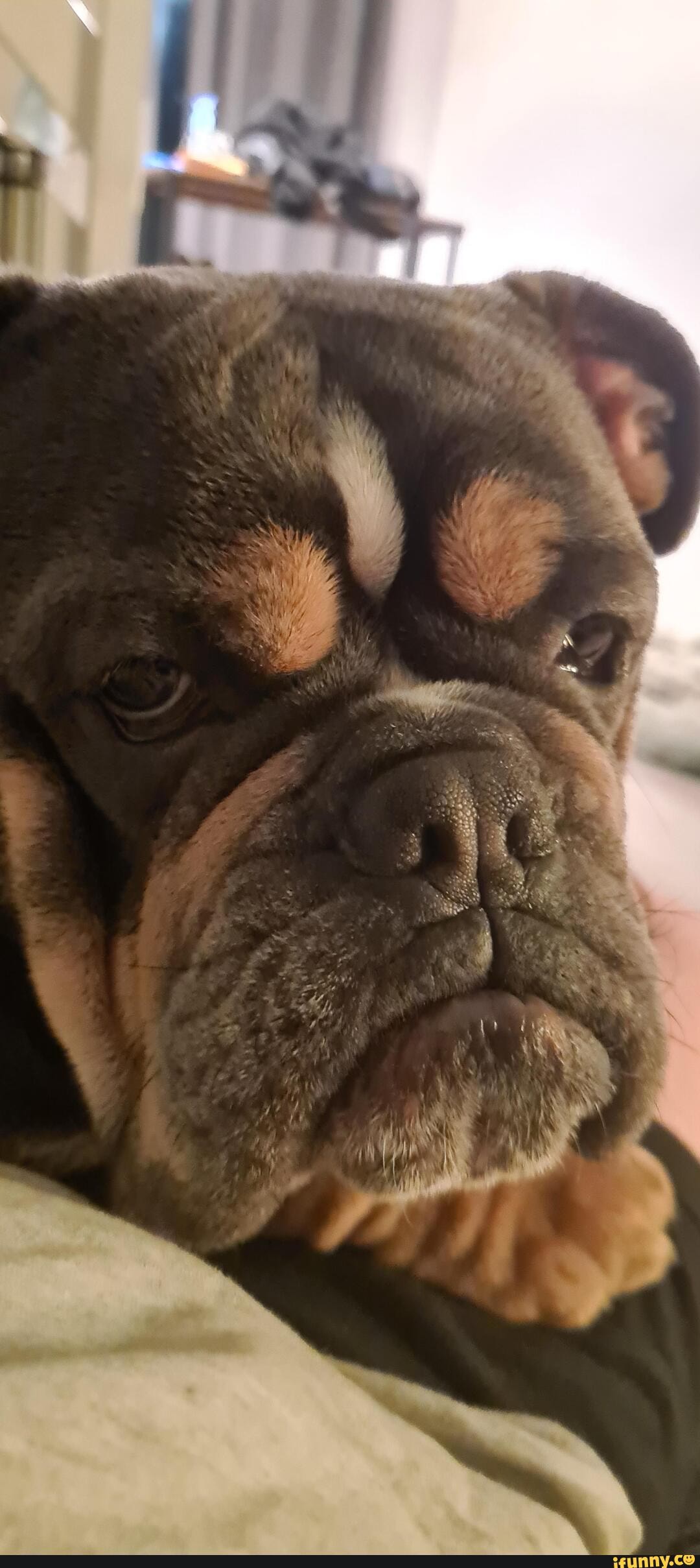 Wendel memes. Best Collection of funny Wendel pictures on iFunny