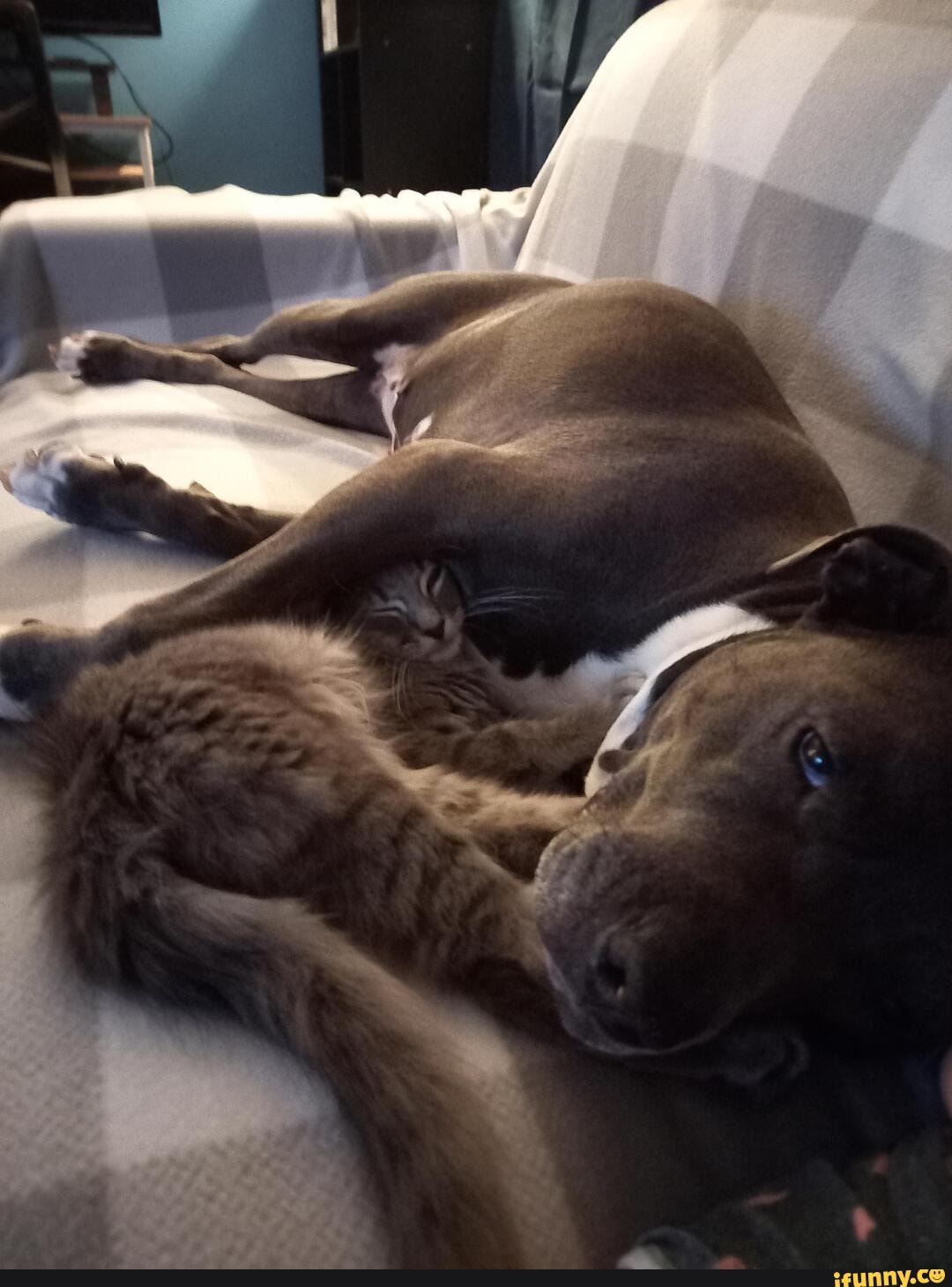 Smooshed memes. Best Collection of funny Smooshed pictures on iFunny