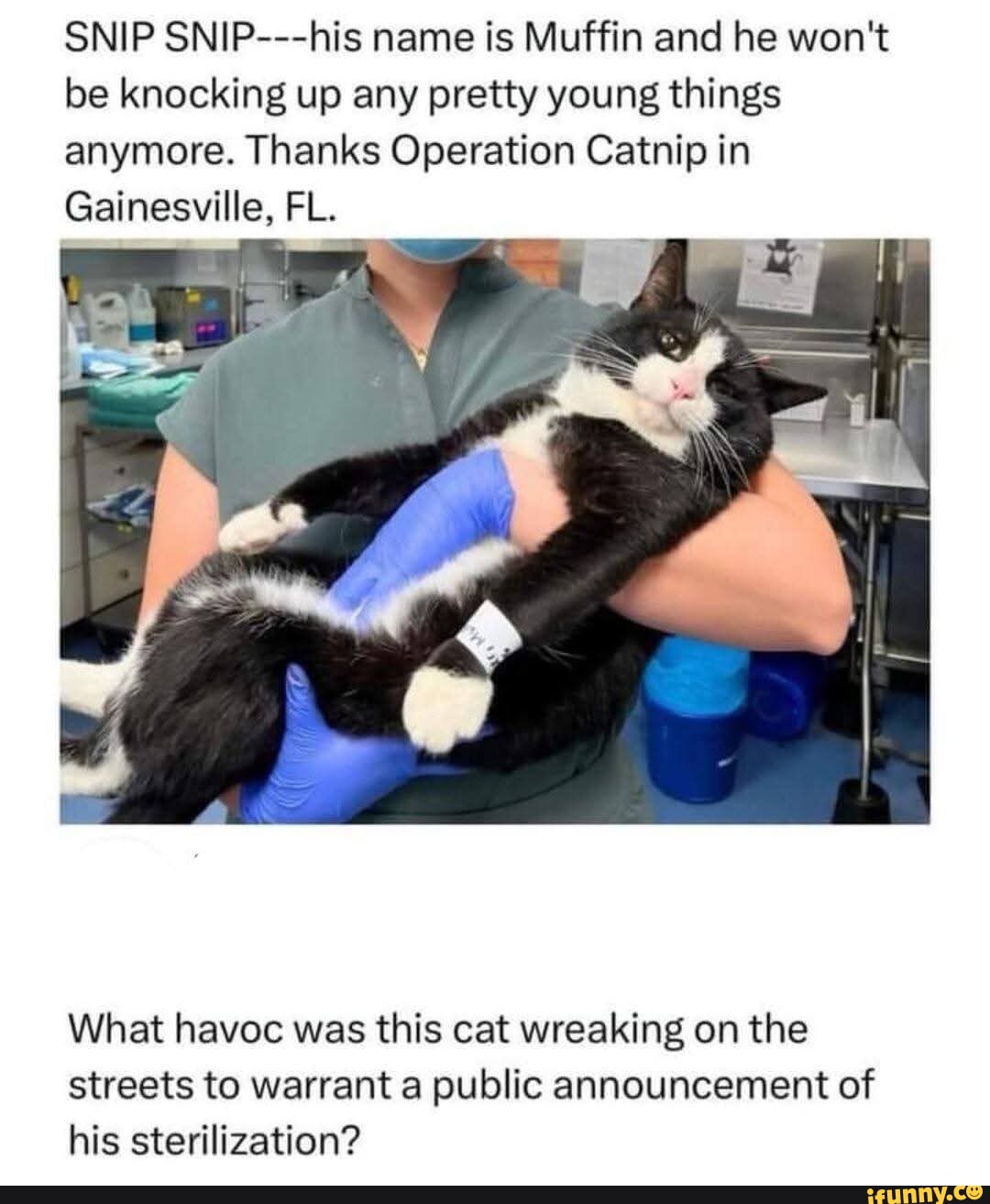 SNIP SNIP---his name is Muffin and he won't be knocking up any pretty ...