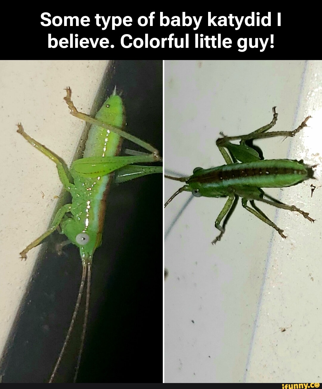 Katydid memes. Best Collection of funny Katydid pictures on iFunny