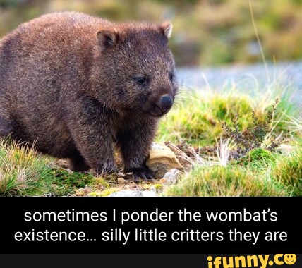 Wombats memes. Best Collection of funny Wombats pictures on iFunny