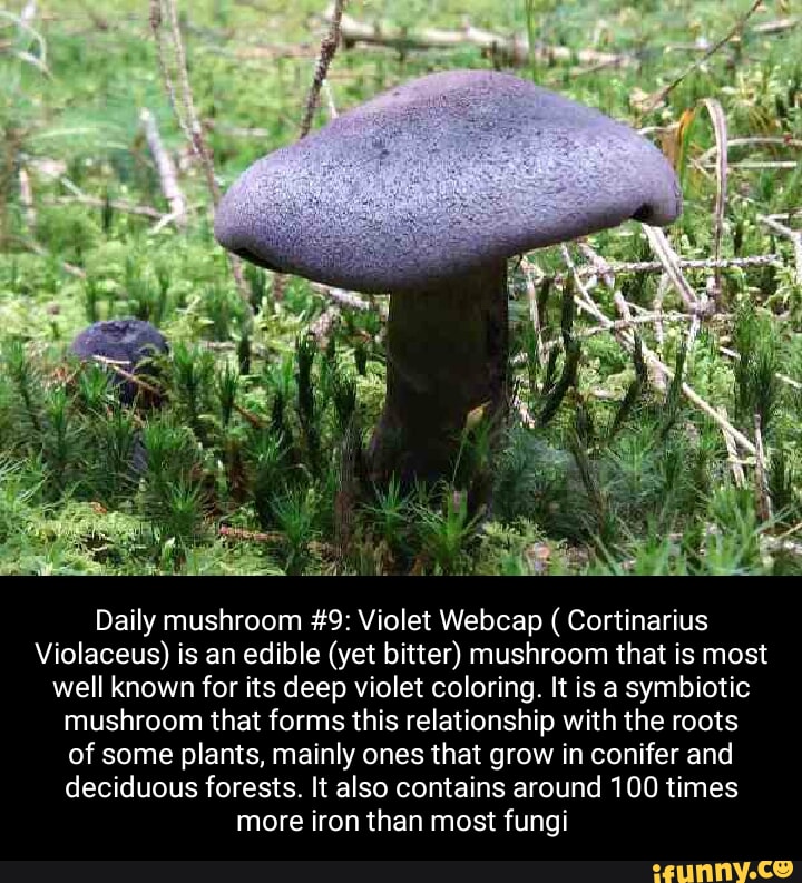 Daily mushroom #9: Violet Webcap ( Cortinarius Violaceus) is an edible ...