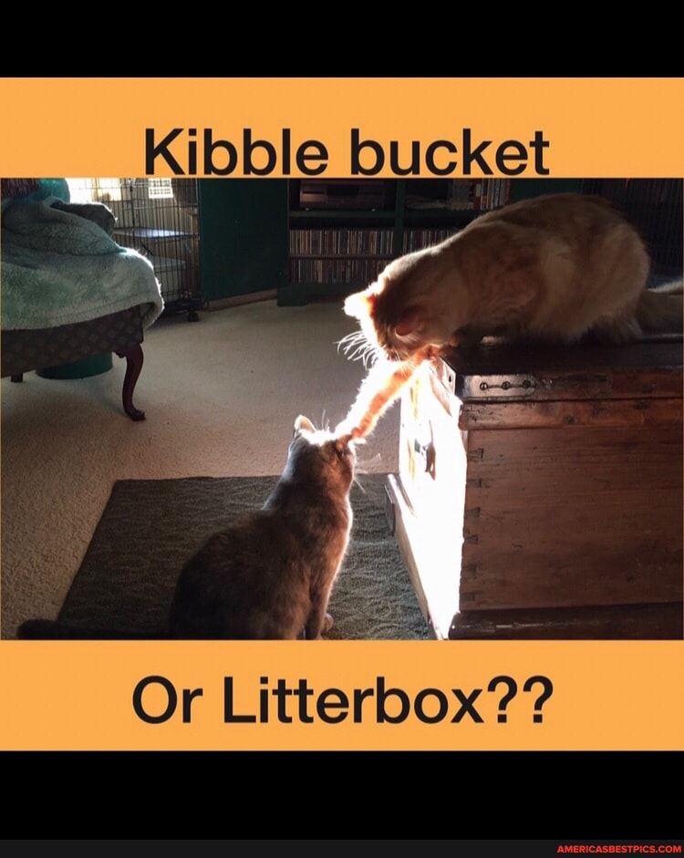 Kibble bucket Or Litterbox?? - America’s best pics and videos