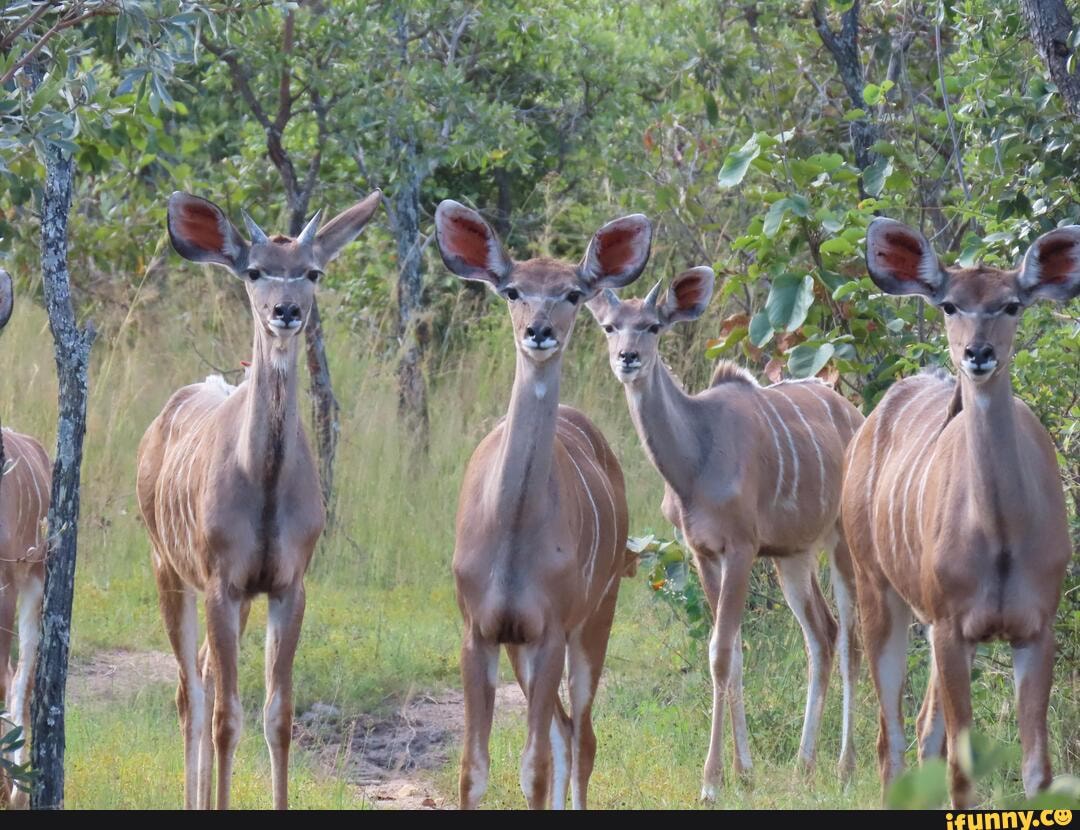 Kudu memes. Best Collection of funny Kudu pictures on iFunny