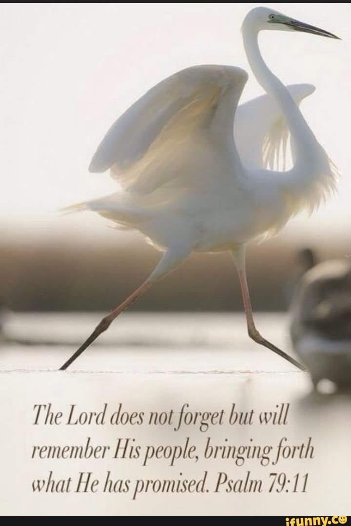 The Lord does not forget but will remember His people, bringing forth ...