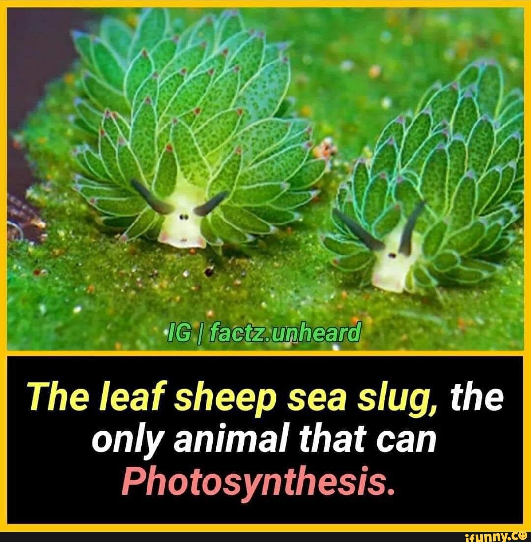 WWW The leaf sheep sea slug, the only animal that can Photosynthesis ...