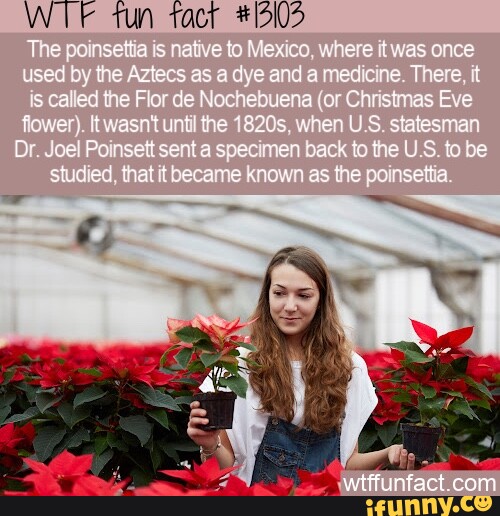 Aztecs memes. Best Collection of funny Aztecs pictures on iFunny