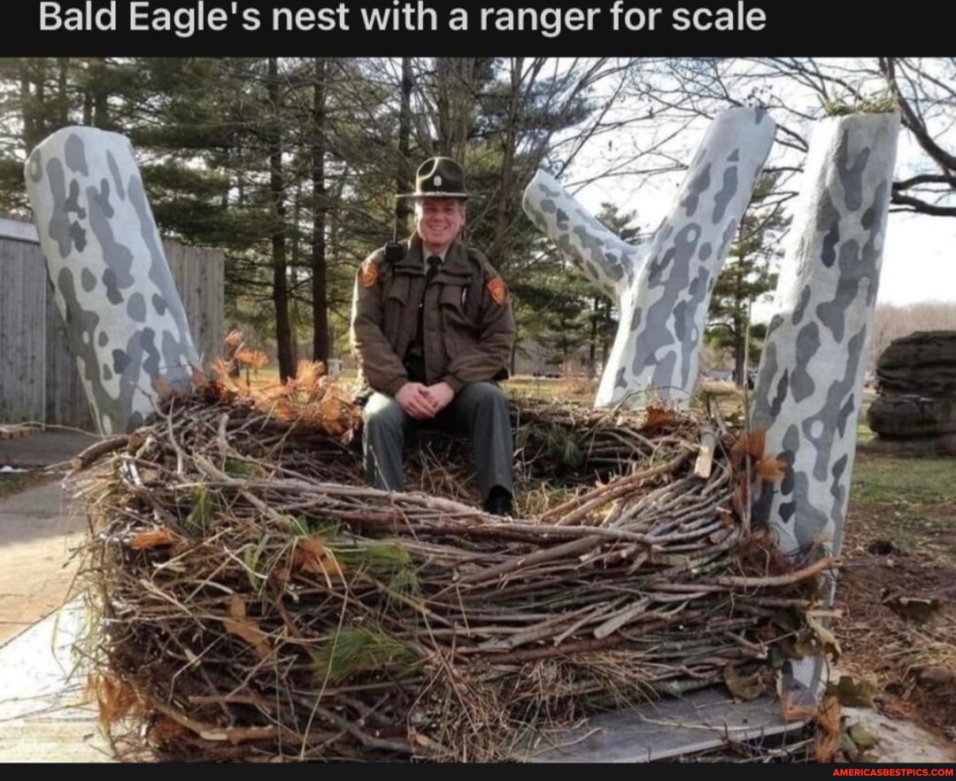 Bald Eagle's nest with a ranger for scale - America’s best pics and videos